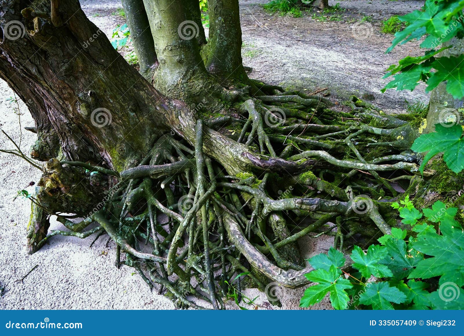 Tree Roots Above the Ground Stock Image - Image of nature, conservation ...