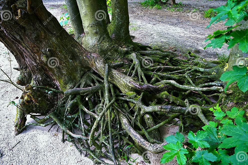 Tree Roots Above the Ground Stock Image - Image of nature, conservation ...