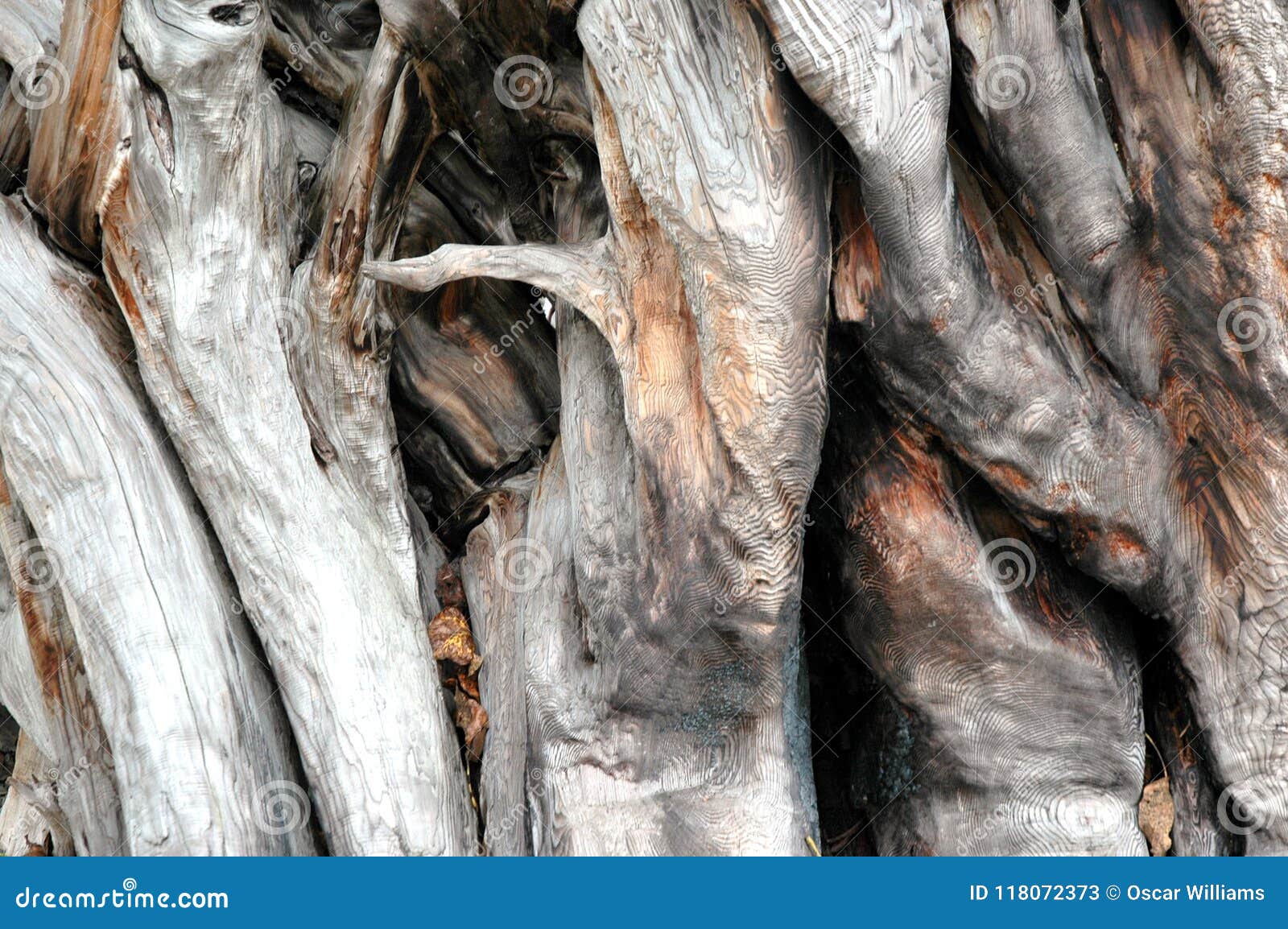 Tree roots in nature. stock image. Image of ecology - 118072373