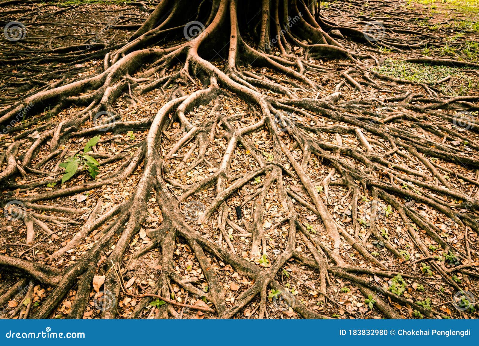 Tree Roots Affect Their Growth. and the Surface Looks Magical Stock ...