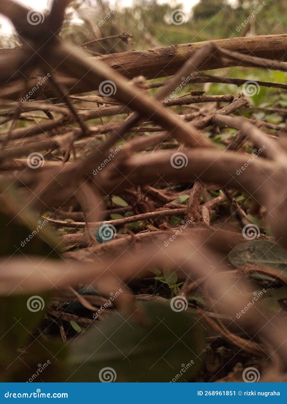 Tree Roots in the Afternoon are Very Beautiful Indeed Stock Image ...