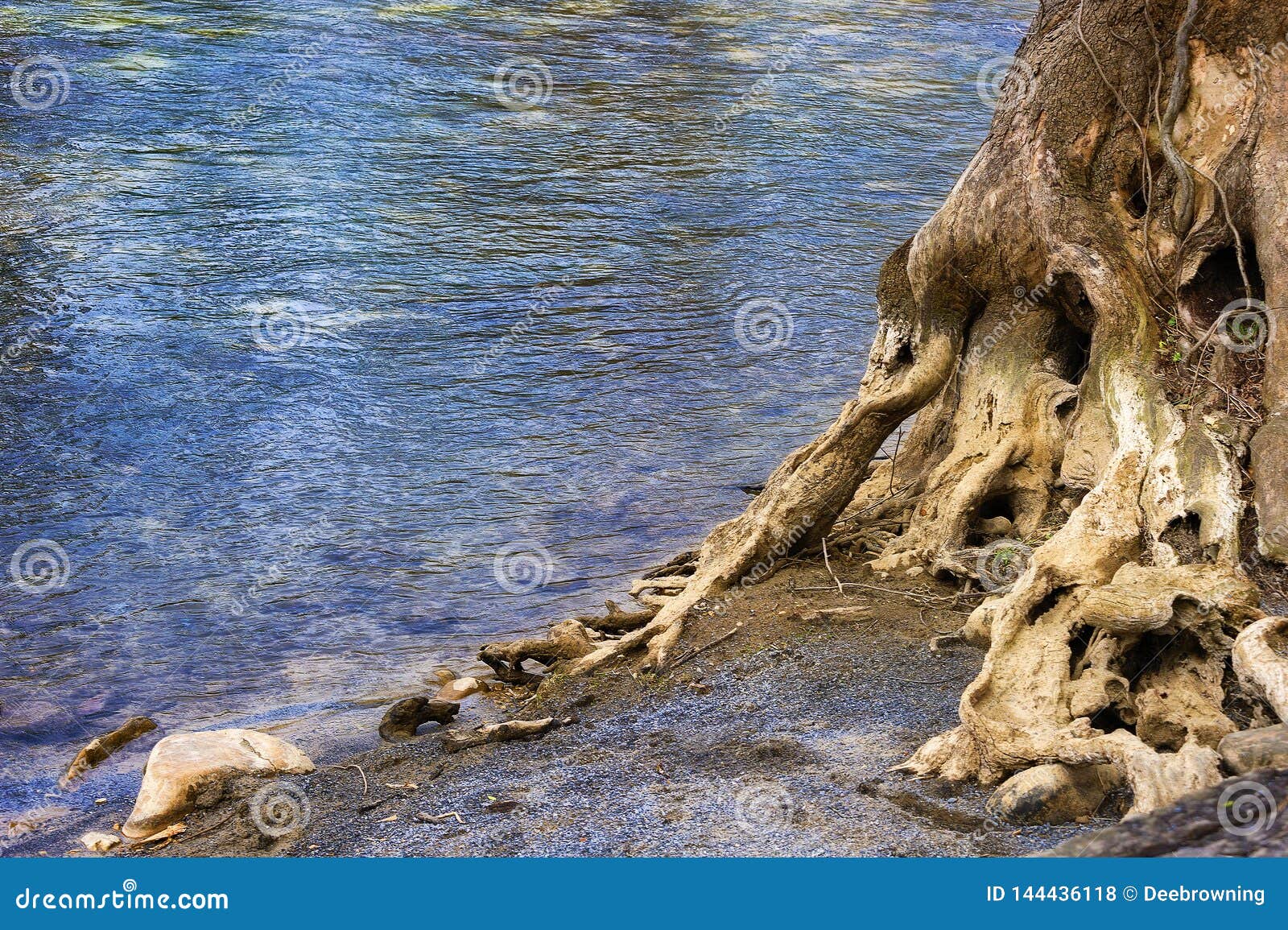 Tree Roots Along the Edge of a River Stock Photo - Image of extending ...