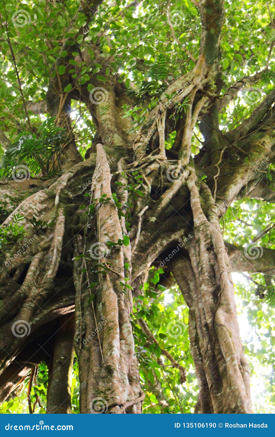 Tree roots stock photo. Image of amazing, tree, root - 135106190