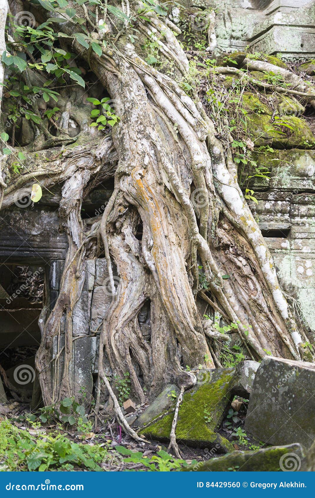 Tree roots Angkor Wat. stock photo. Image of good, wallpapers - 84429560