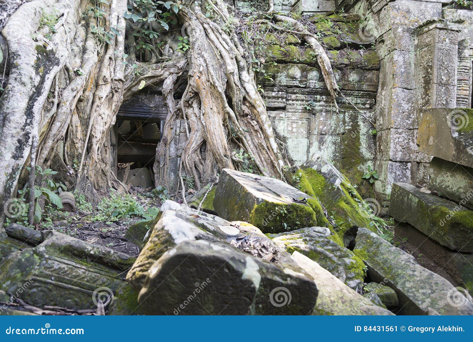 Tree roots Angkor Wat. stock image. Image of green, moss - 84431561