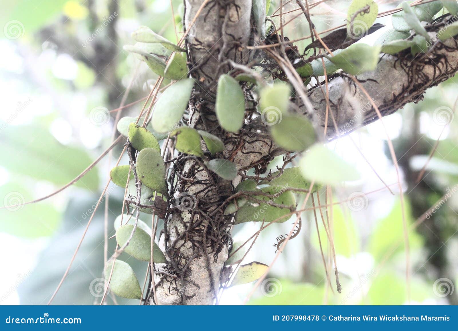 Tree Roots Attached To Tree Trunks Stock Photo - Image of growth, icon ...