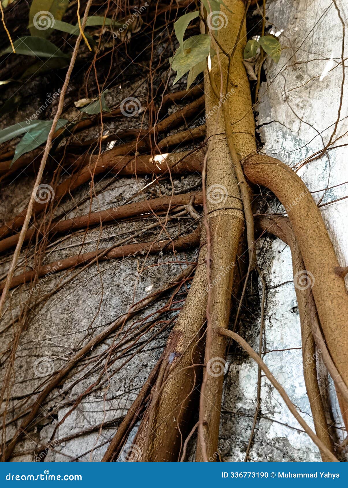 Tree Roots Attached To the Wall Stock Photo - Image of flower, autumn ...