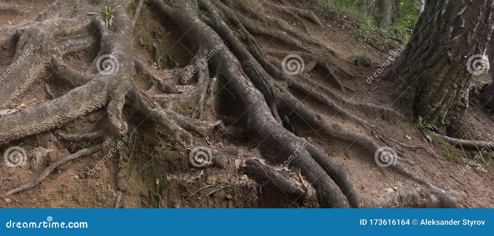 Tree Roots in the Autumn Forest Stock Photo - Image of sunbeam, evening ...