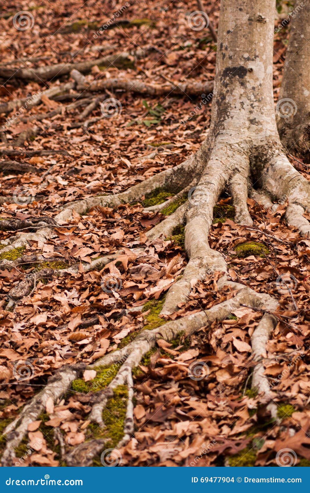 Tree roots stock photo. Image of fall, wildlife, dead - 69477904