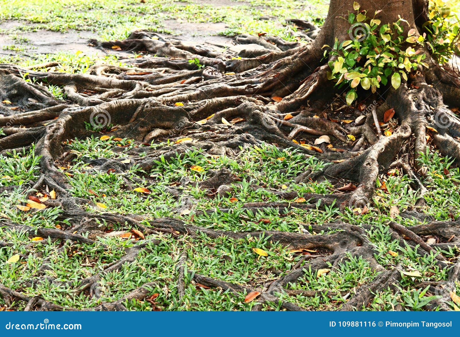Tree roots in autumn stock photo. Image of tangle, root - 109881116 Tree roots in autumn stock photo. Image of tangle, root - 109881116