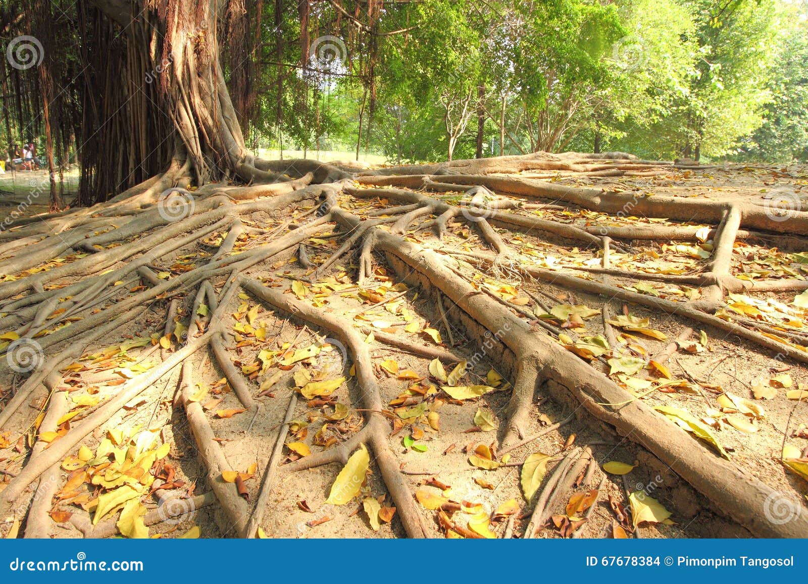 Tree roots in autumn stock photo. Image of earth, nature - 67678384