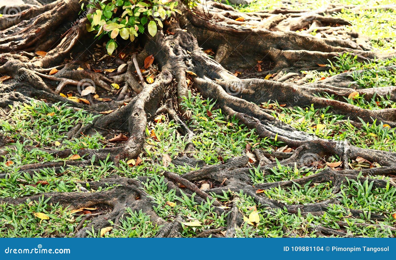 Tree roots in autumn stock photo. Image of pattern, garden - 109881104