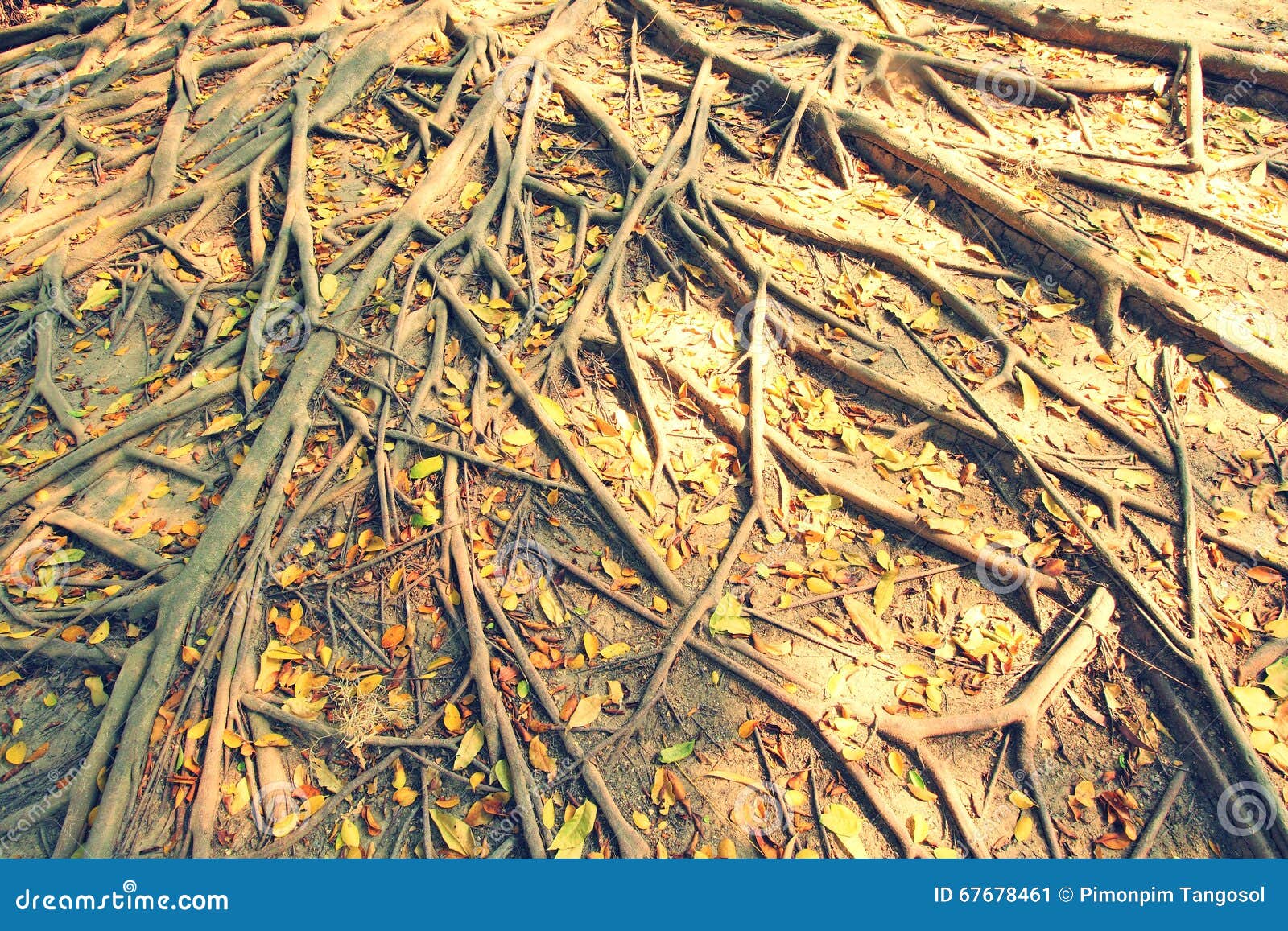 Tree roots in autumn stock image. Image of agriculture - 67678461