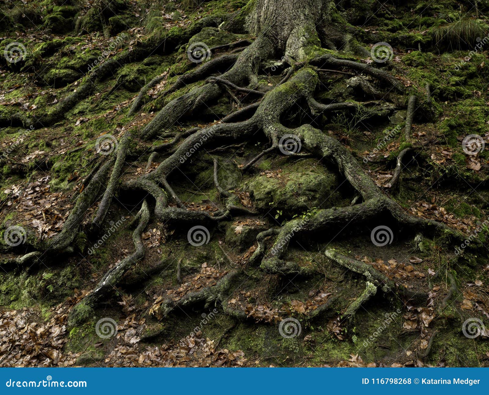 Tree roots in autumn stock photo. Image of tree, brown - 116798268