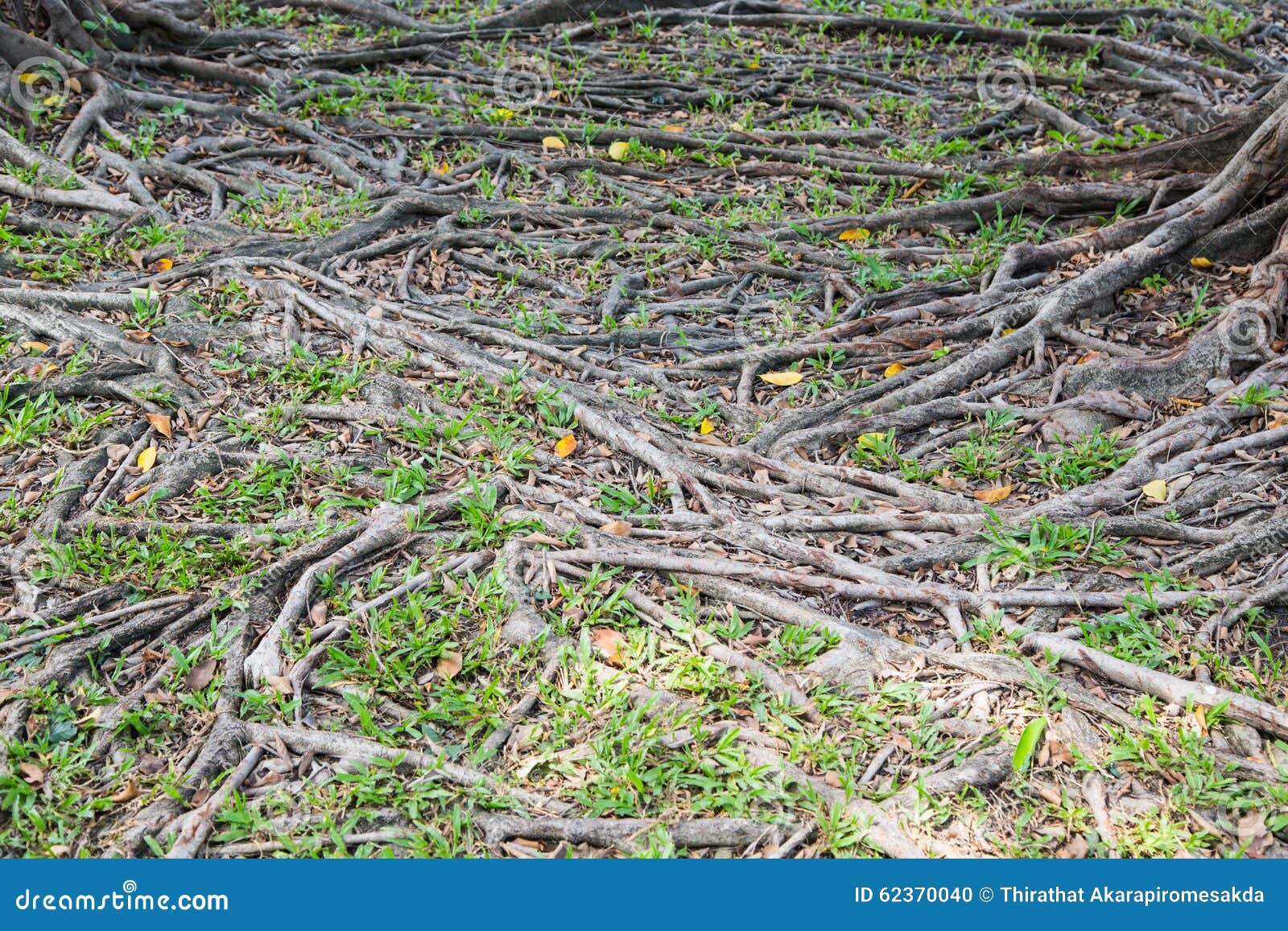 Tree roots background stock photo. Image of flowering - 62370040