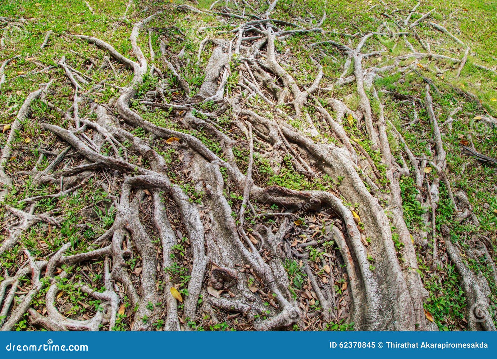 Tree roots background stock image. Image of nature, ornamental - 62370845
