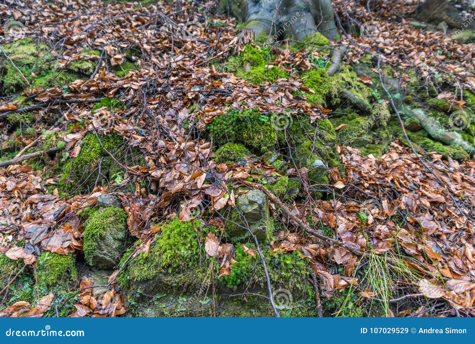 Tree roots background stock image. Image of tree, nature - 107029529