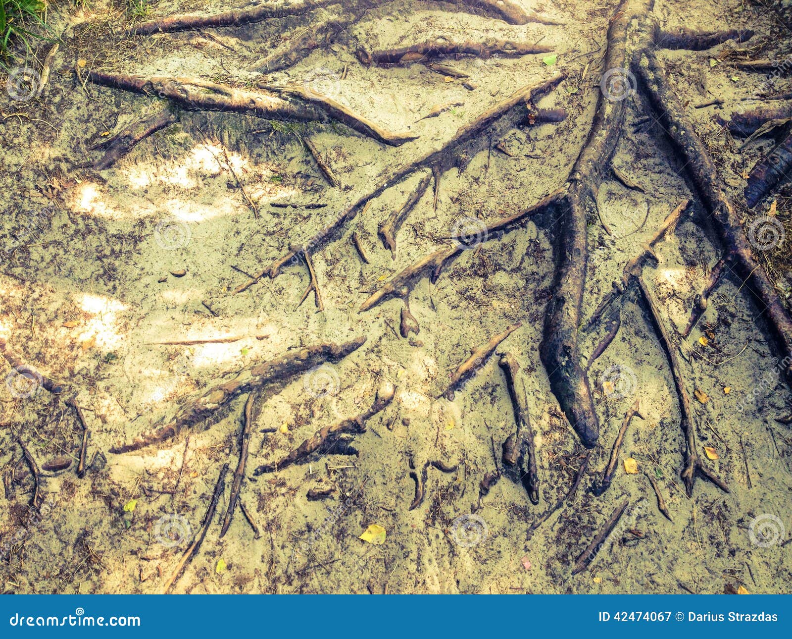 Tree roots background stock image. Image of twig, color - 42474067