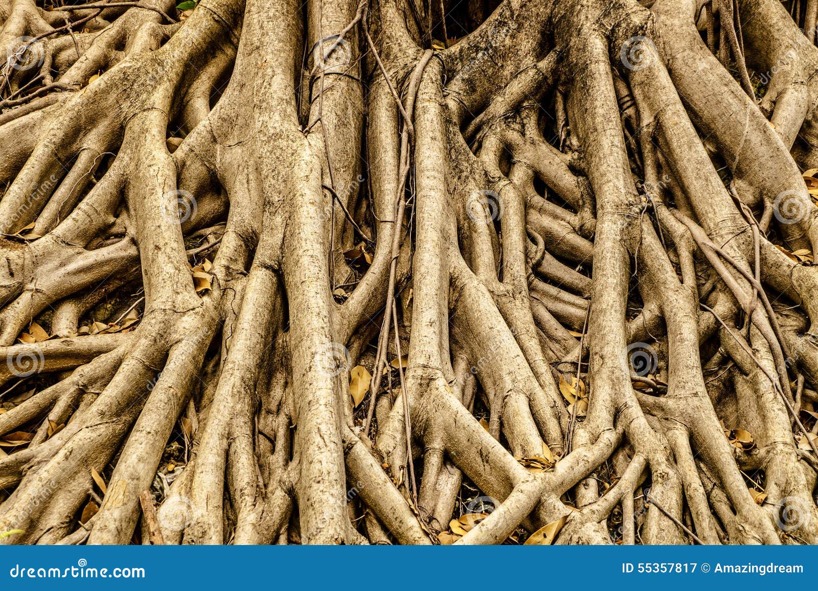 Tree Roots for Background stock image. Image of land - 55357817