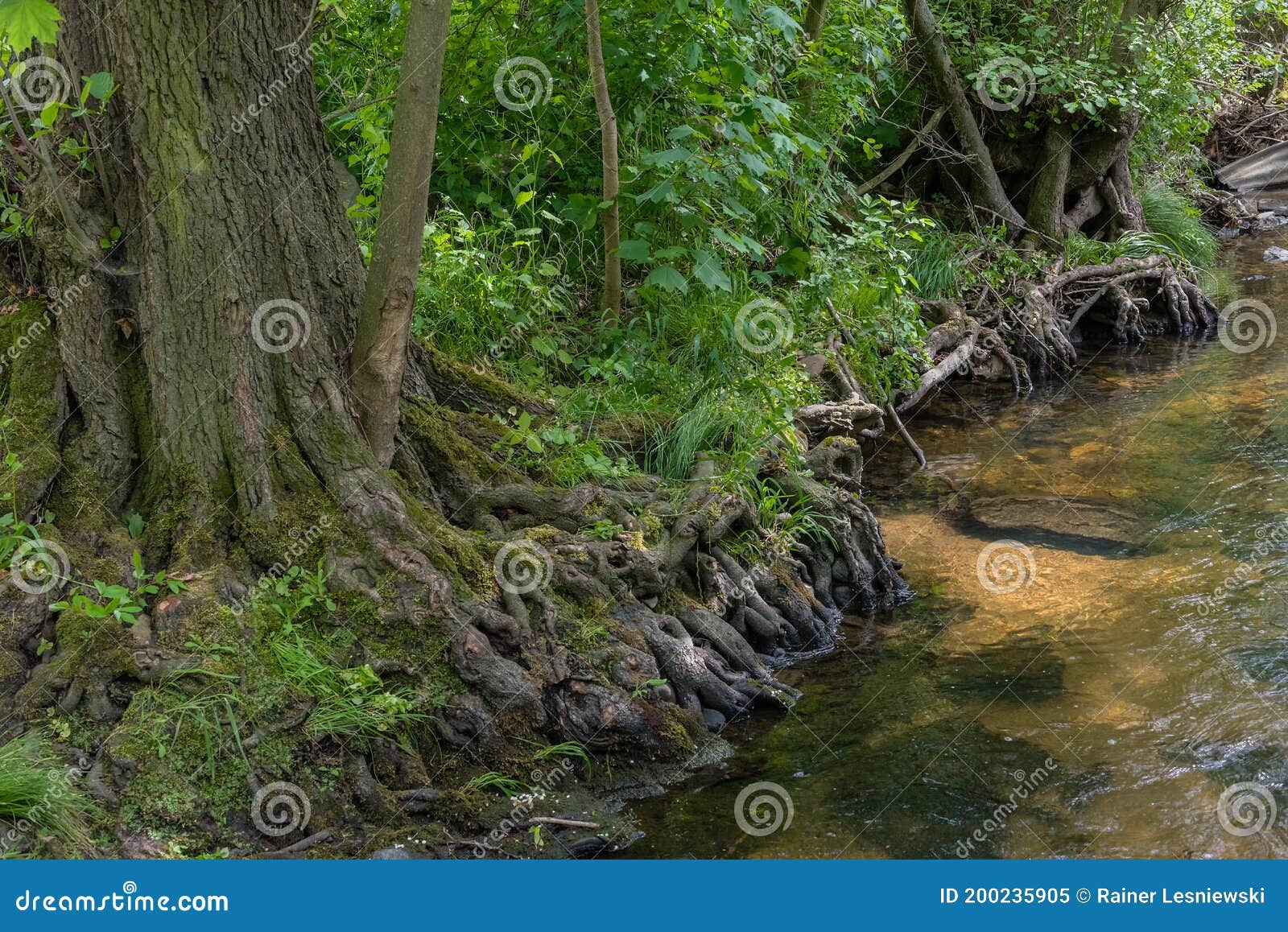 Tree Roots on the Bank of a Clear Stream Stock Image - Image of ...