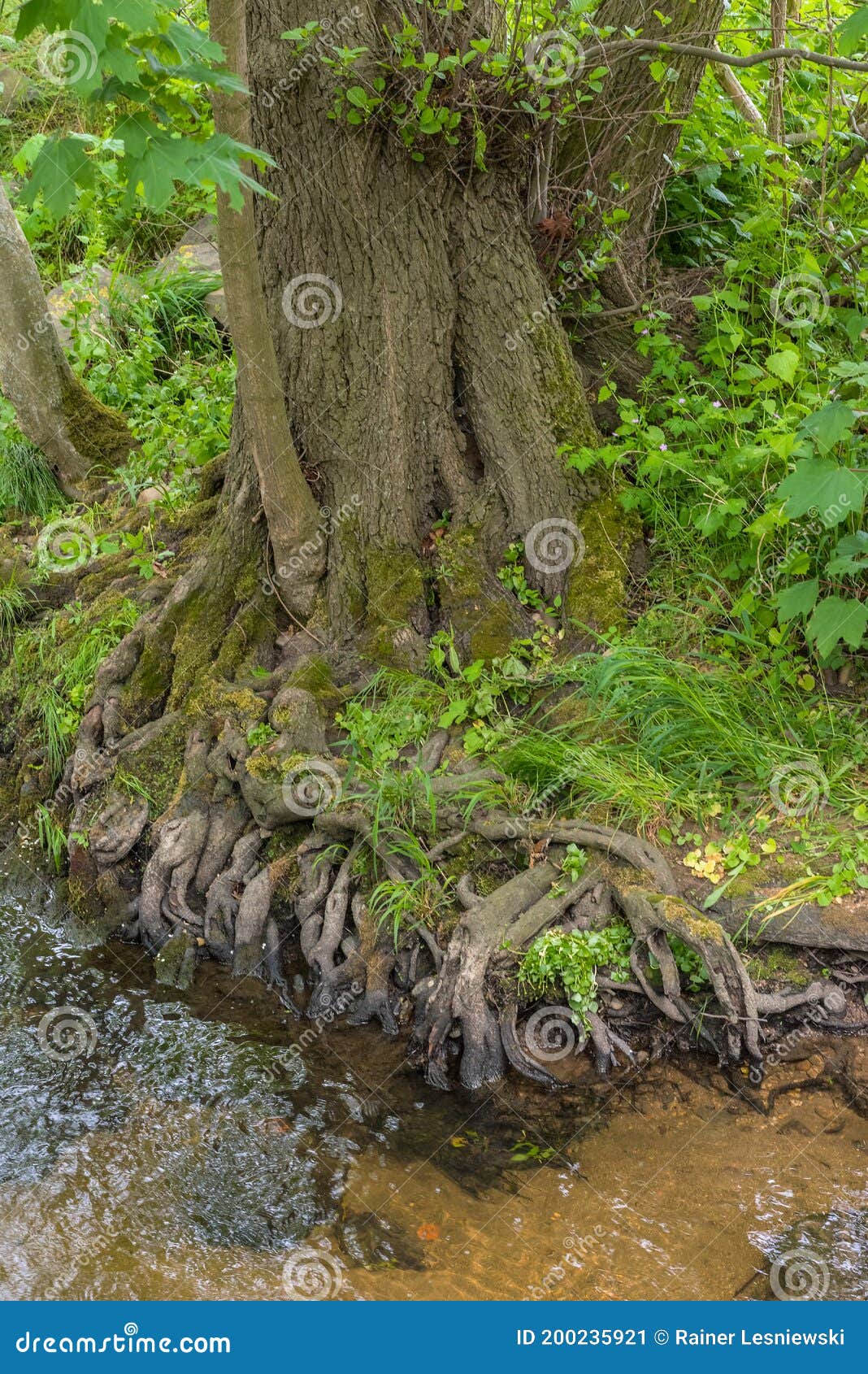 Tree Roots on the Bank of a Clear Stream Stock Image - Image of germany ...