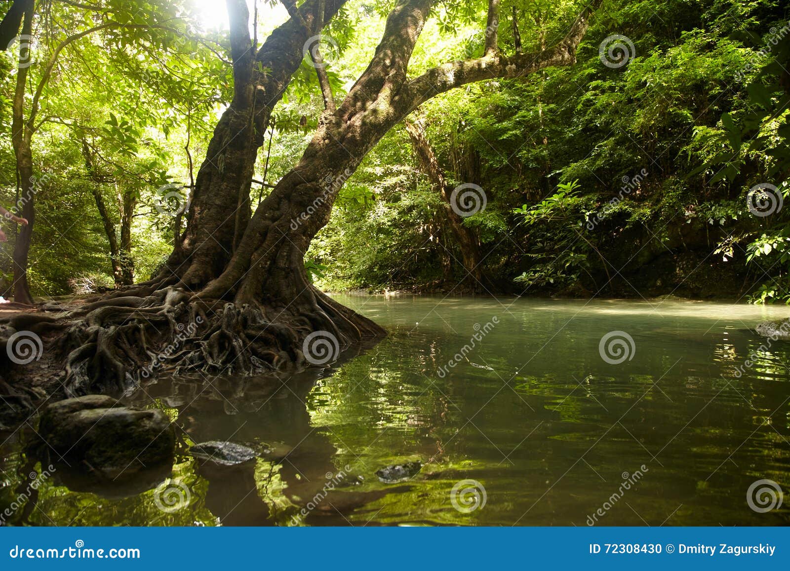 Tree with Roots on the Banks of the Tropical River Stock Photo - Image ...