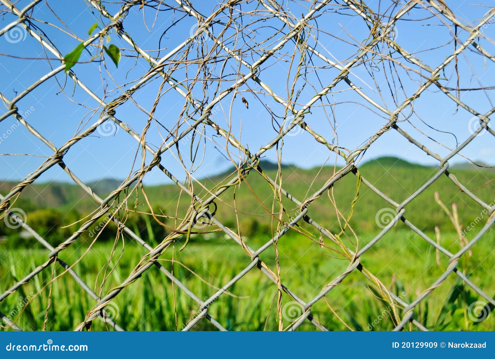 Tree roots on barb wire stock image. Image of leaf, green - 20129909