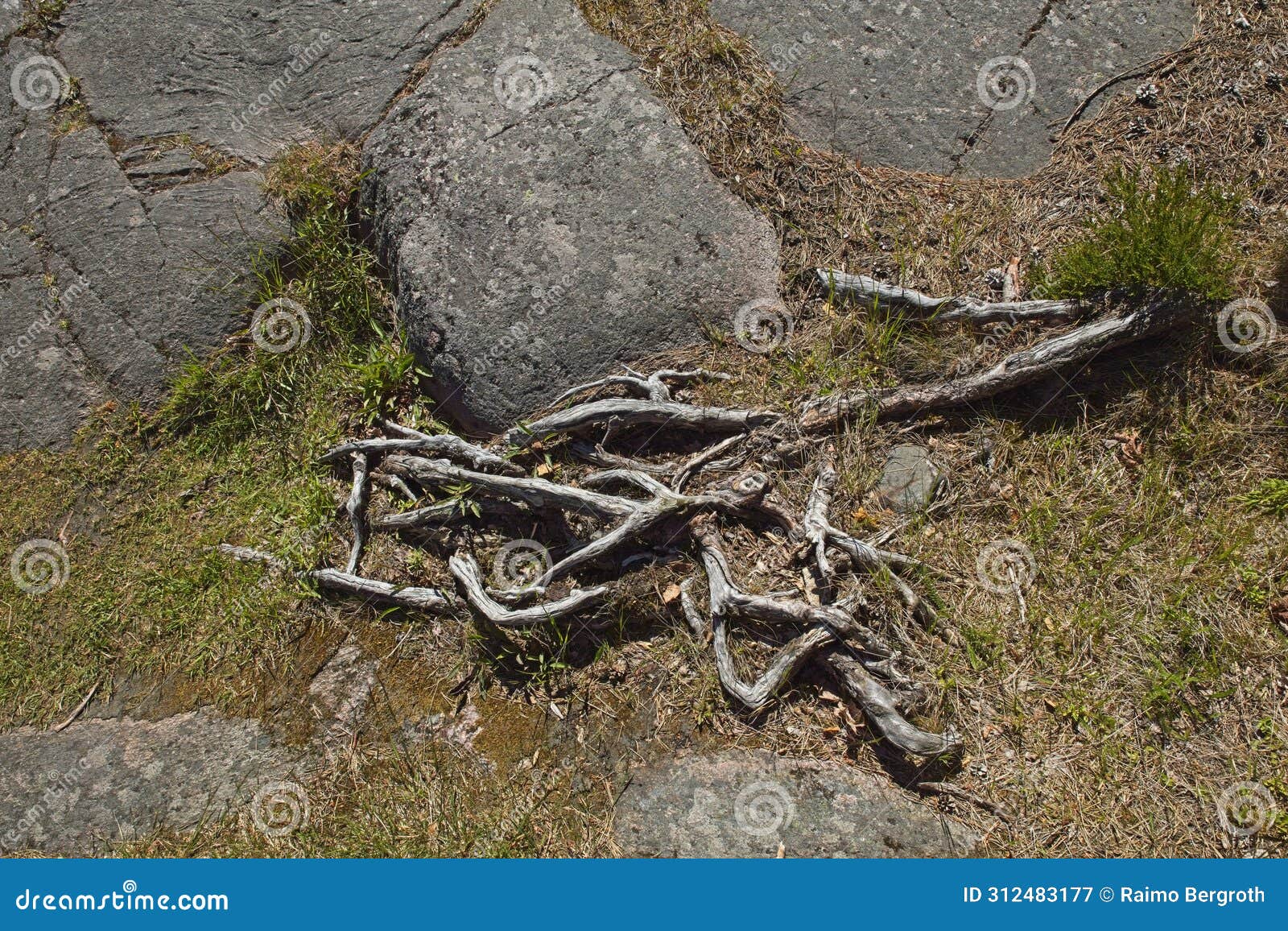 Tree roots. stock image. Image of backdrop, nature, rock - 312483177