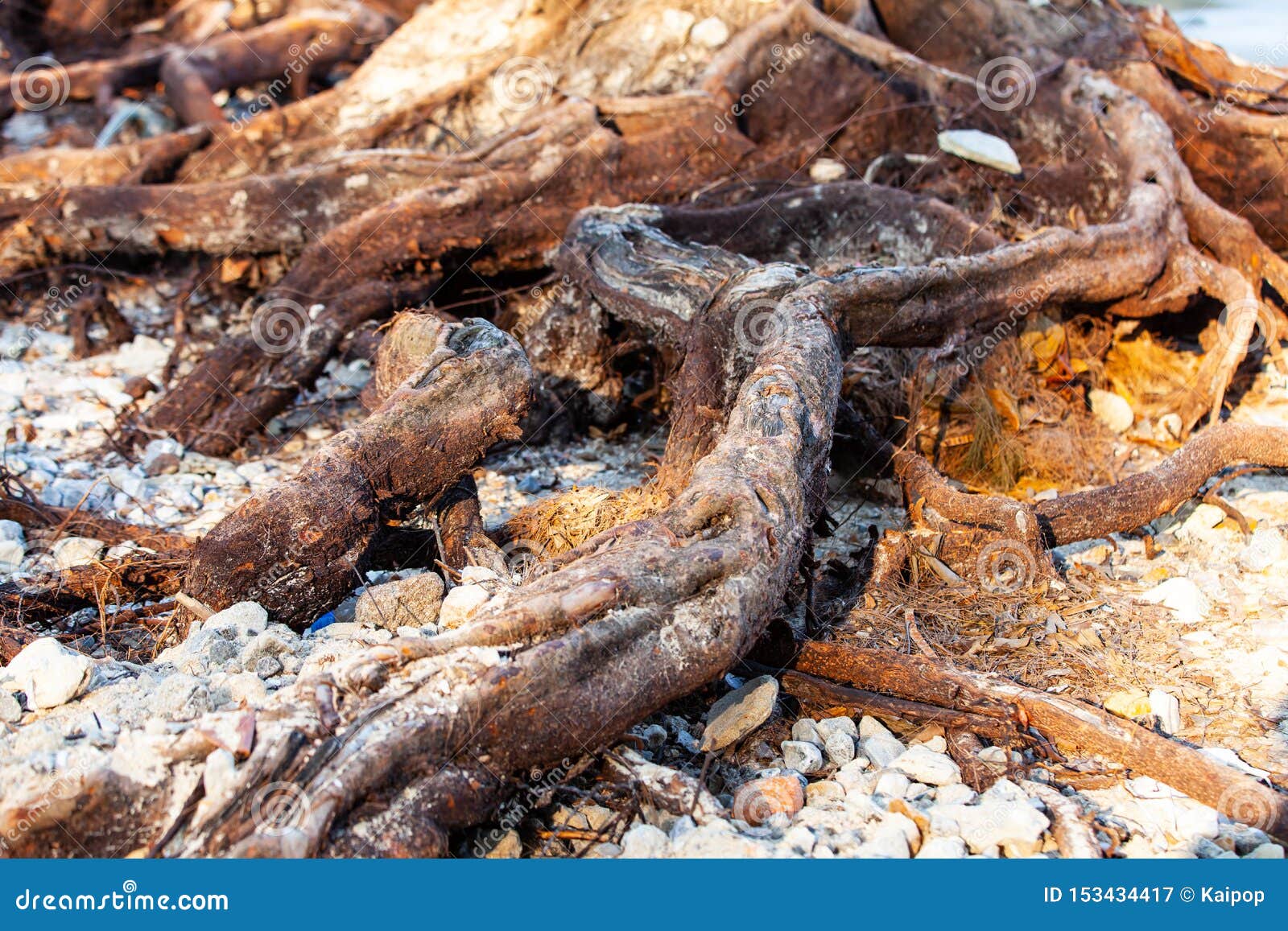 Tree roots on the beach stock image. Image of leaf, river - 153434417