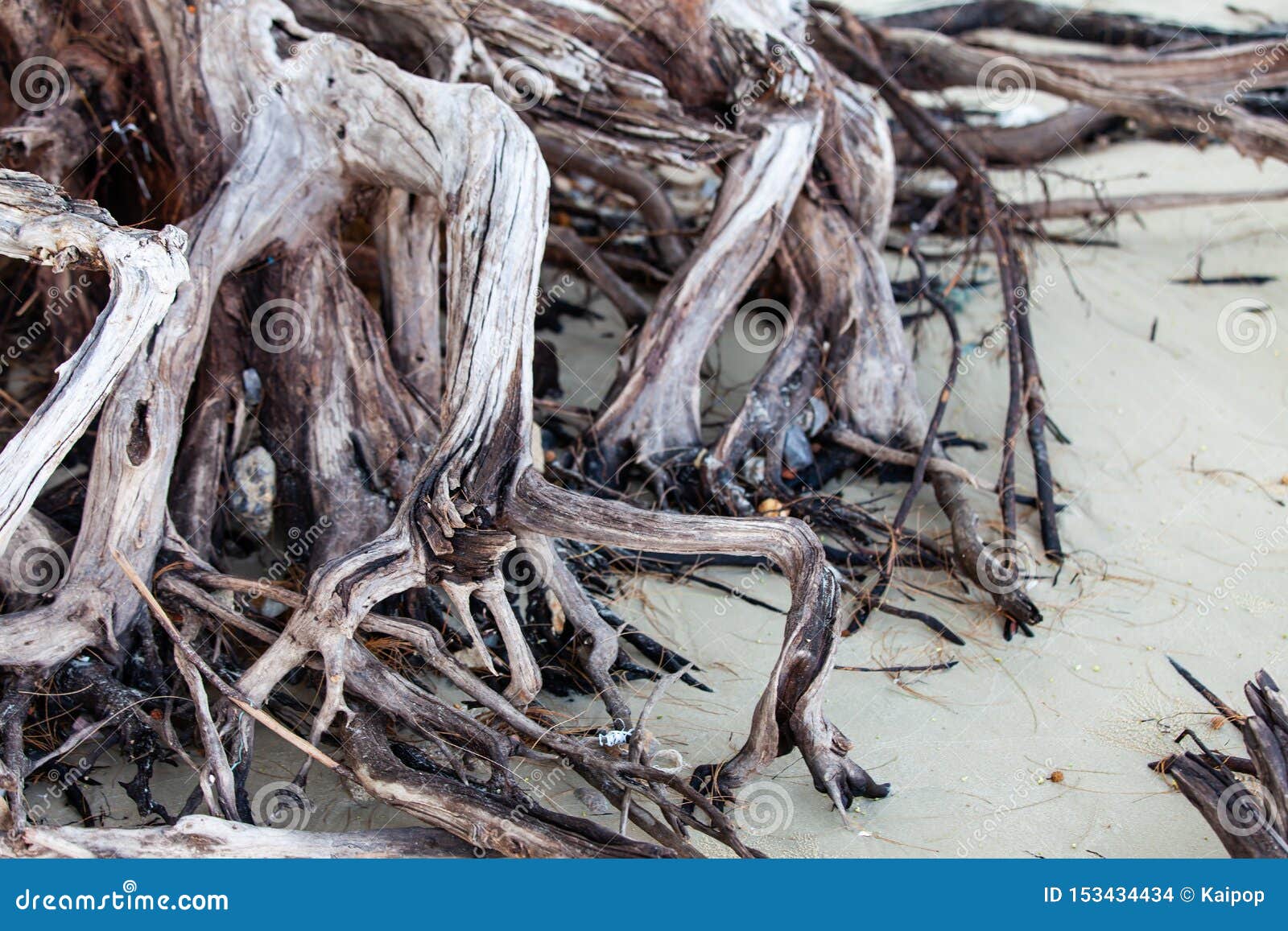 Tree roots on the beach stock photo. Image of river - 153434434