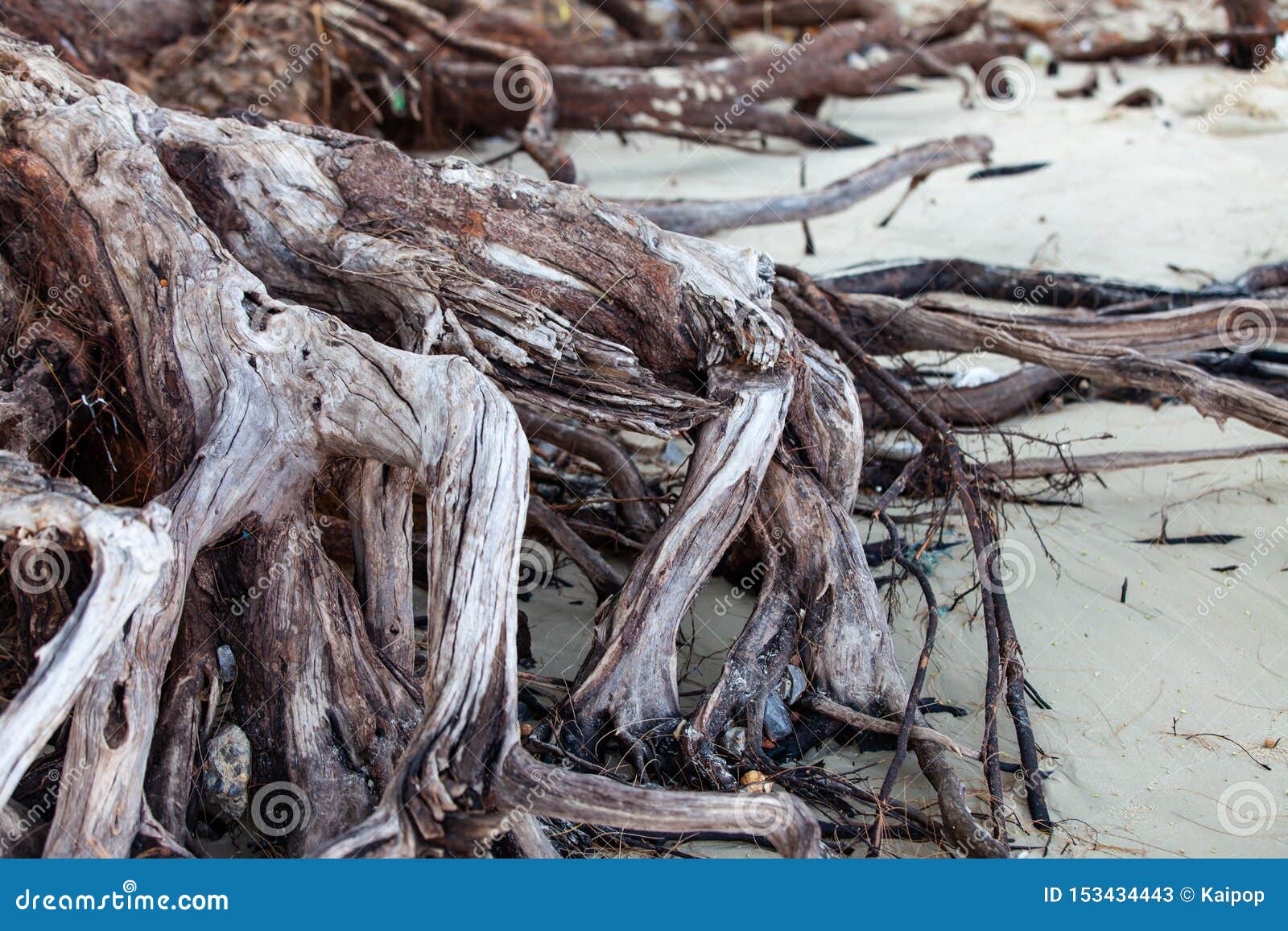 Tree roots on the beach stock image. Image of landscape - 153434443