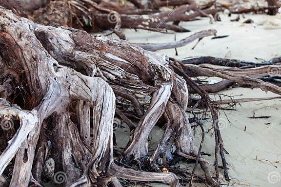 Tree roots on the beach stock image. Image of landscape - 153434443