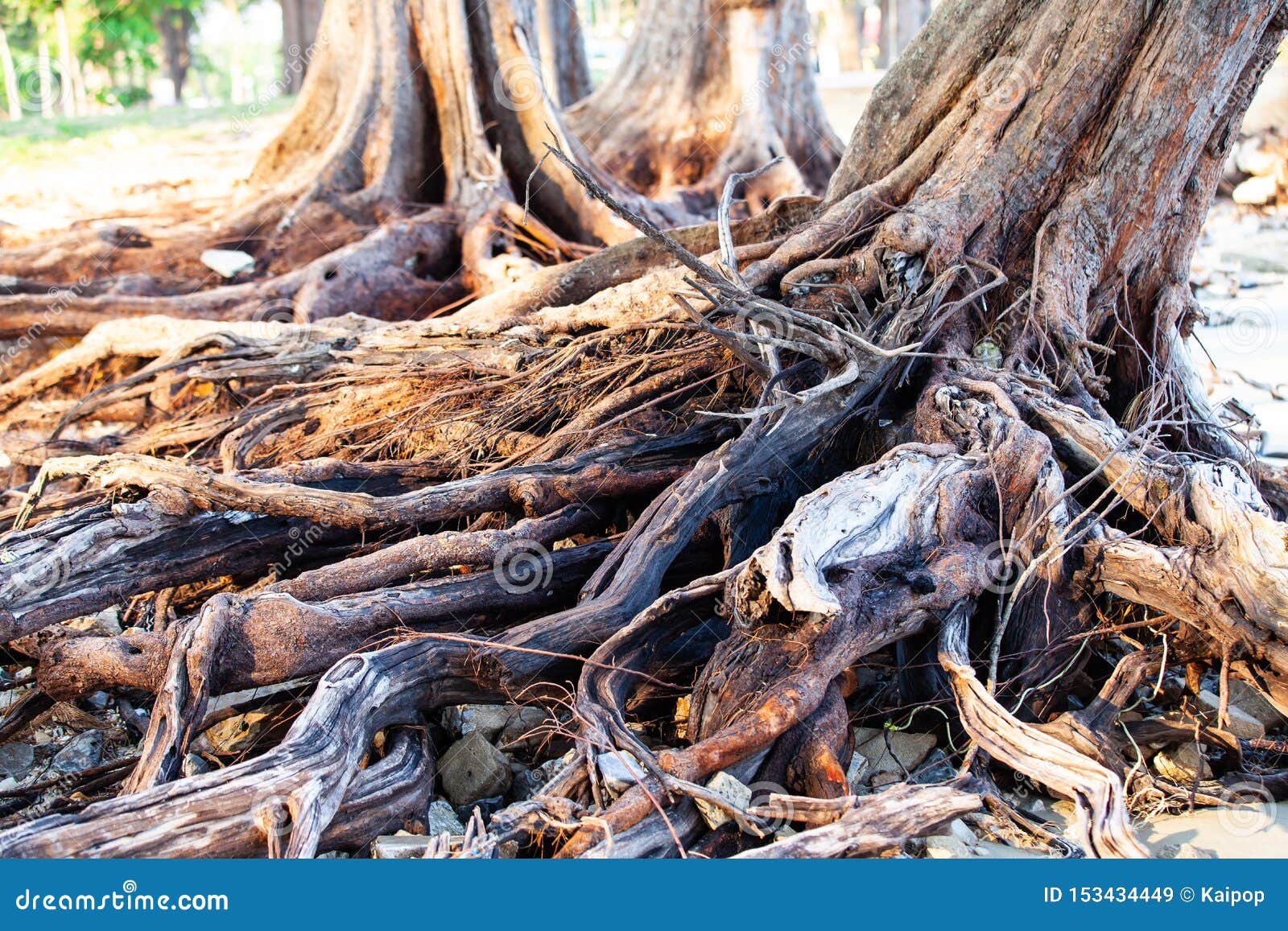 Tree roots on the beach stock image. Image of roots - 153434449
