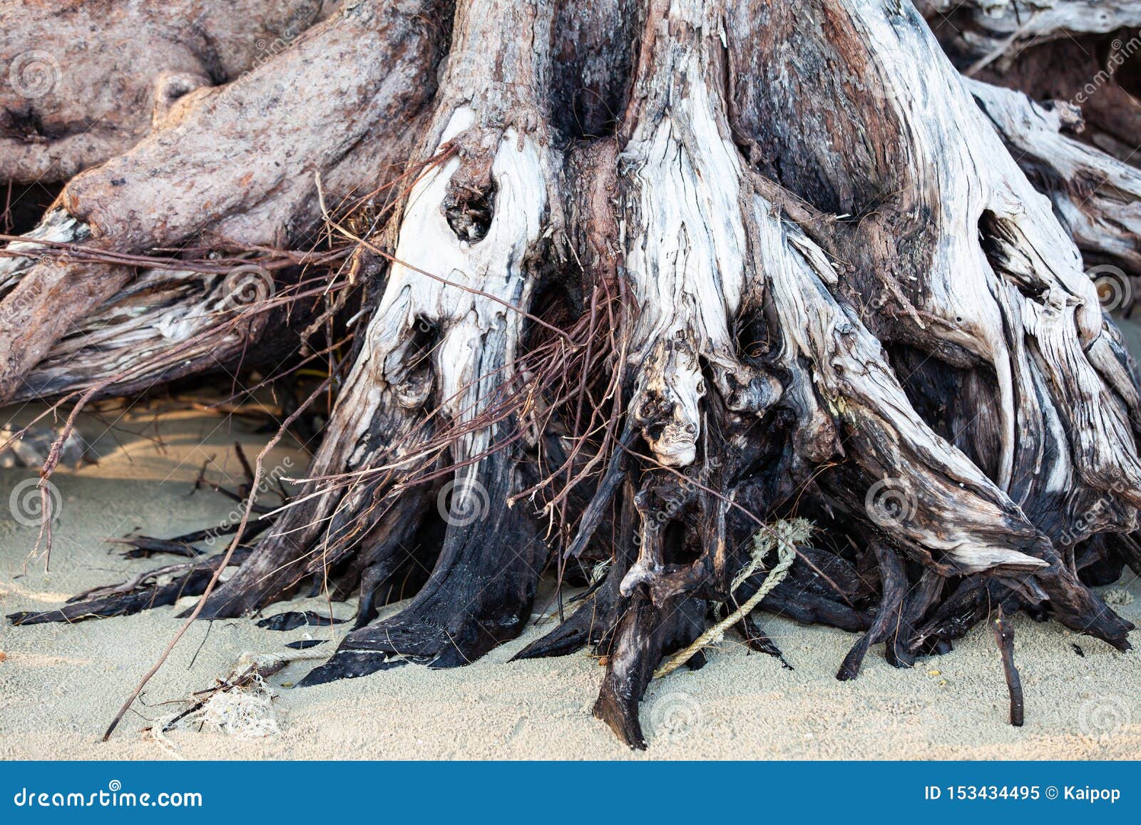 Tree roots on the beach stock image. Image of mangrove - 153434495