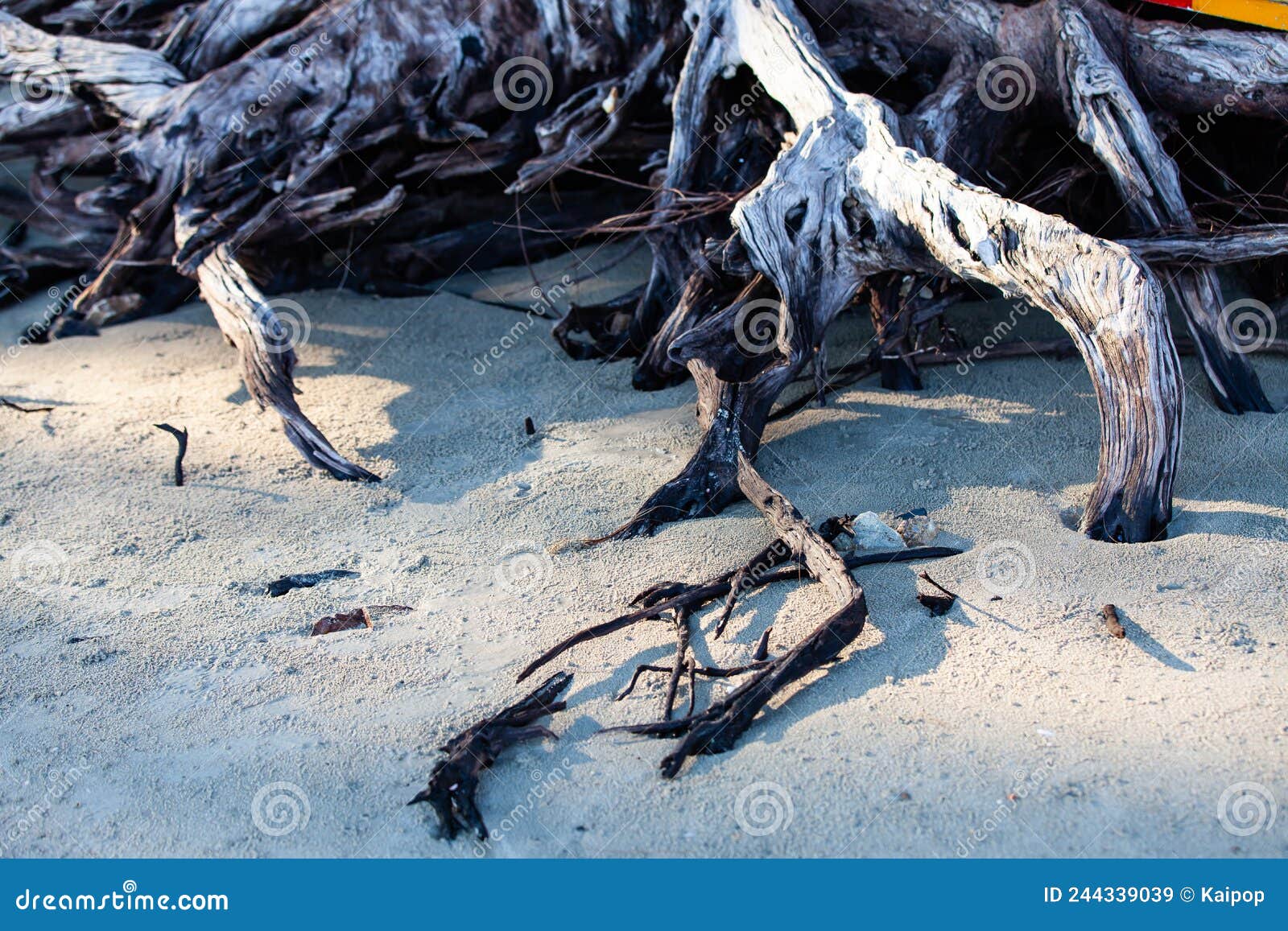 Tree roots on the beach stock image. Image of green - 244339039