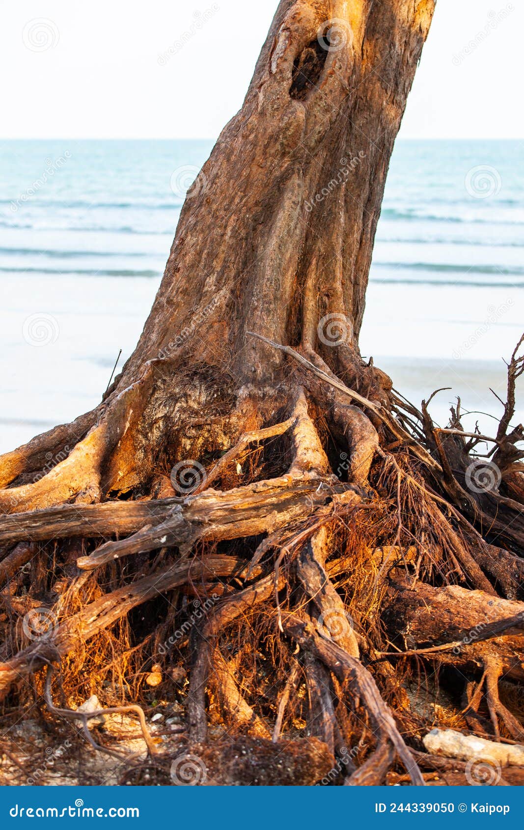 Tree roots on the beach stock photo. Image of branch - 244339050