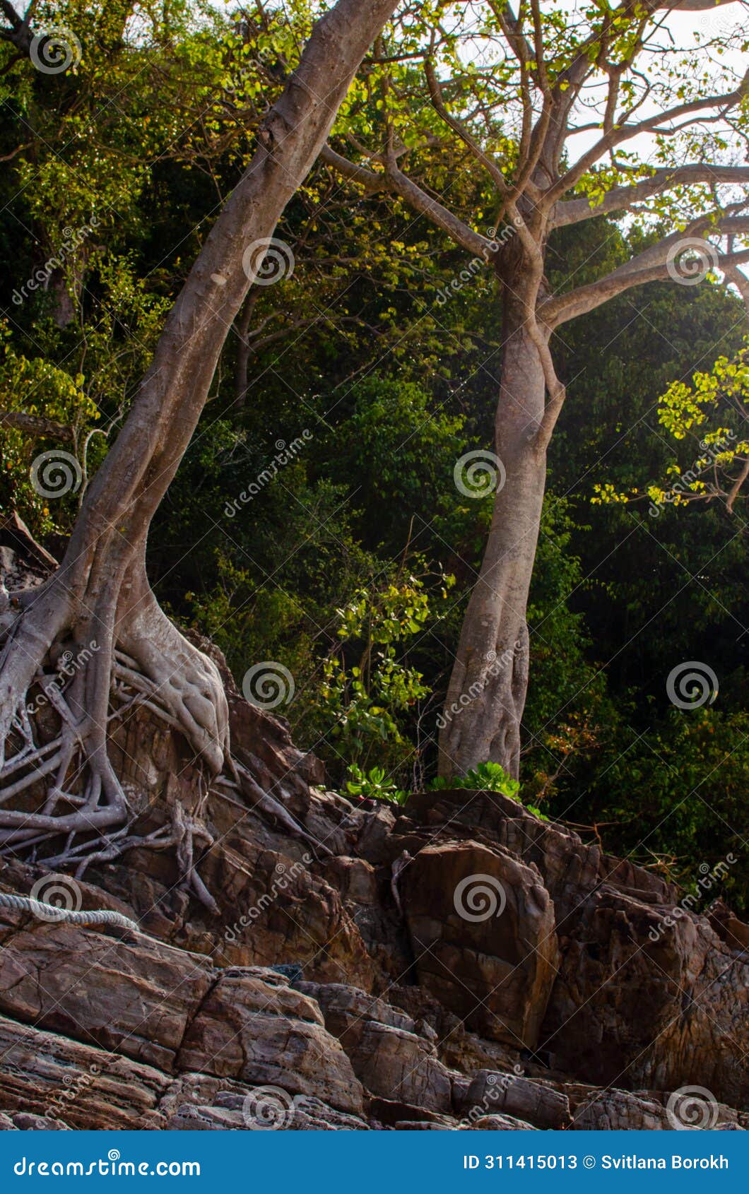 Tree Roots on the Beach Abstract Photo Stock Image - Image of color ...