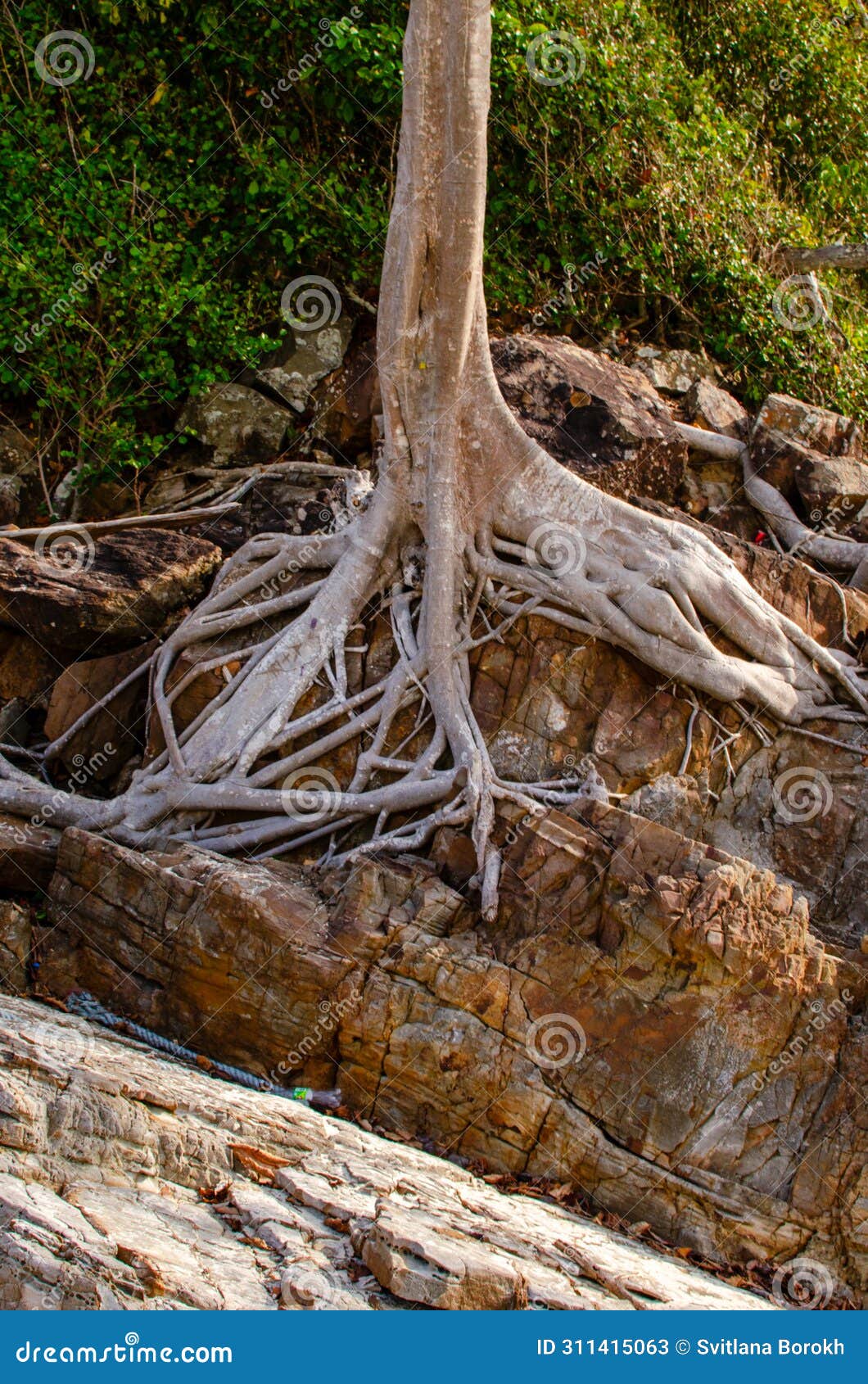 Tree Roots on the Beach Abstract Photo Stock Image - Image of root ...
