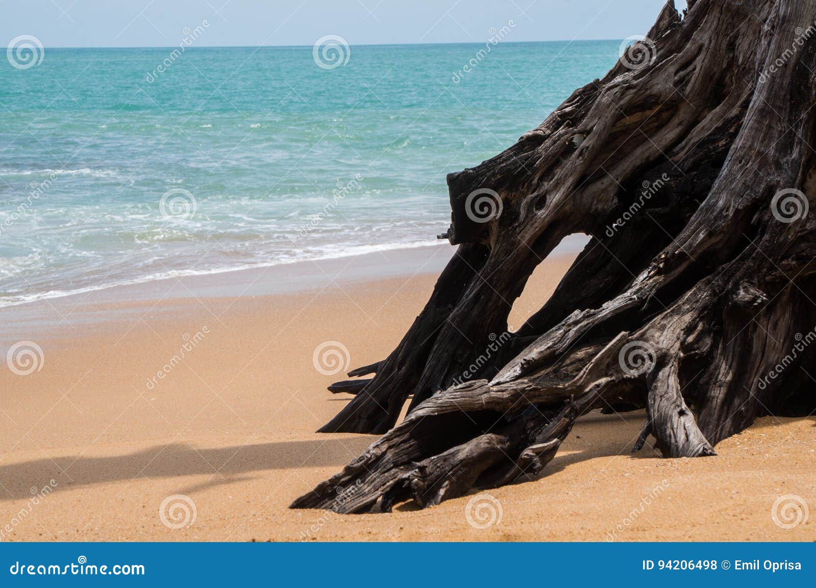 Tree roots on the beach stock photo. Image of clear, beach - 94206498