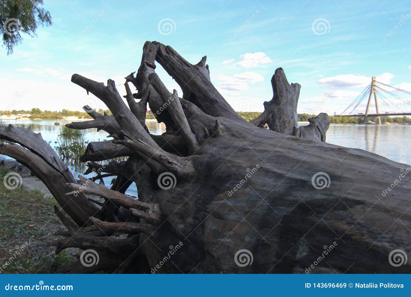 Tree Roots on the Beach. Logs Thrown Ashore. after the Flood. Root ...