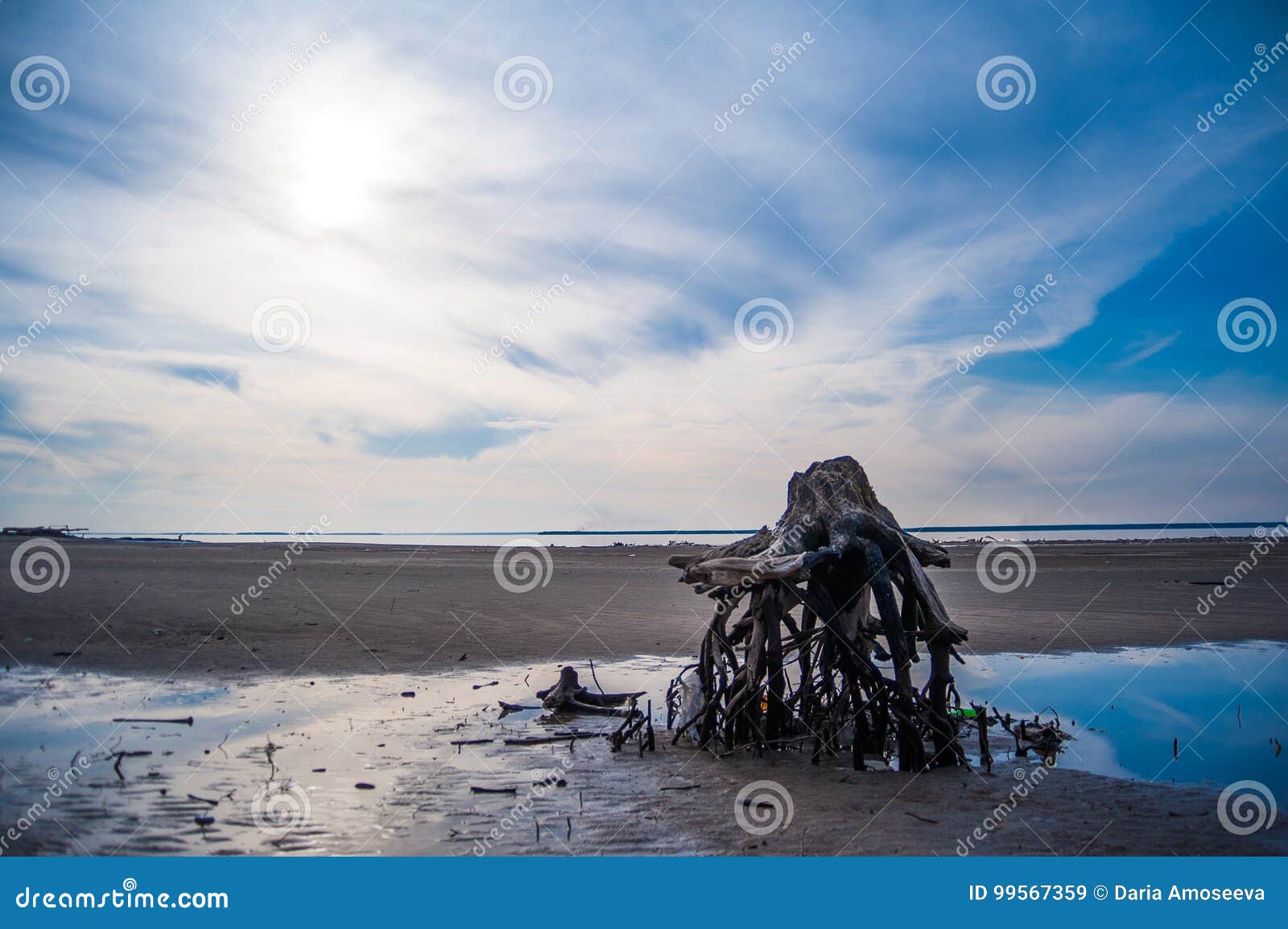 Tree Roots on the Beach. Logs Thrown Ashore. Uprooted Tree on Seashore ...