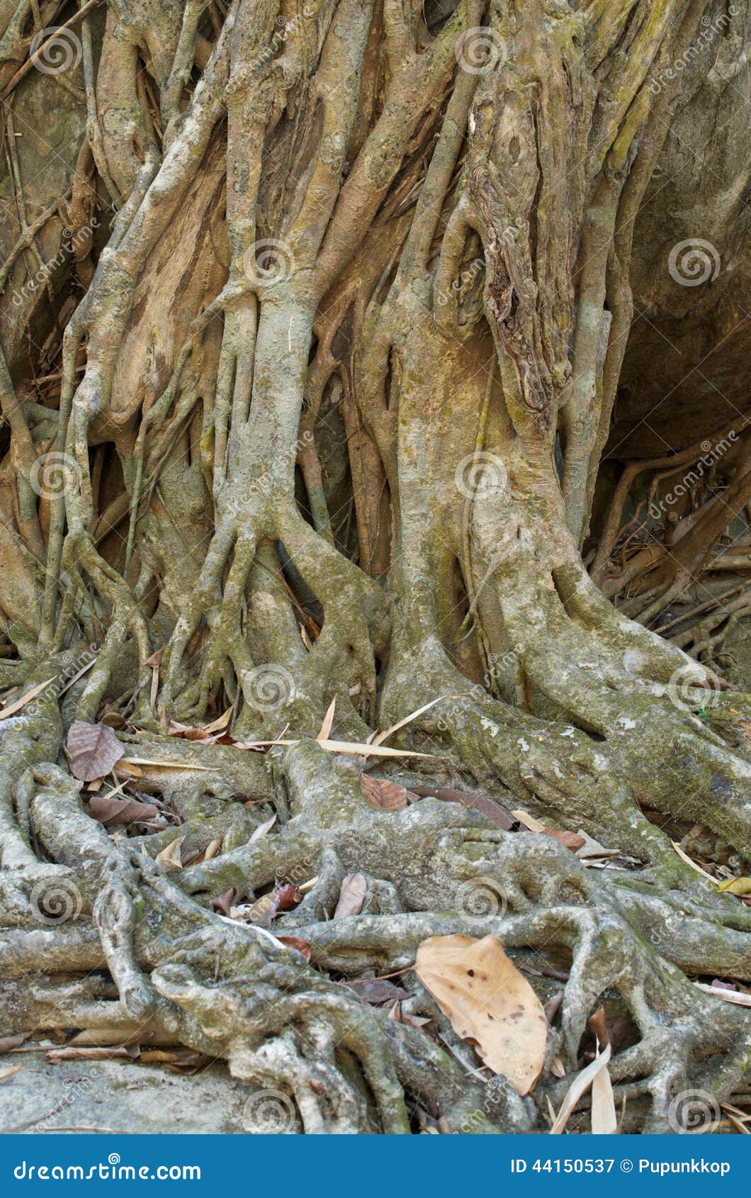 Tree roots stock image. Image of environment, grunge - 44150537