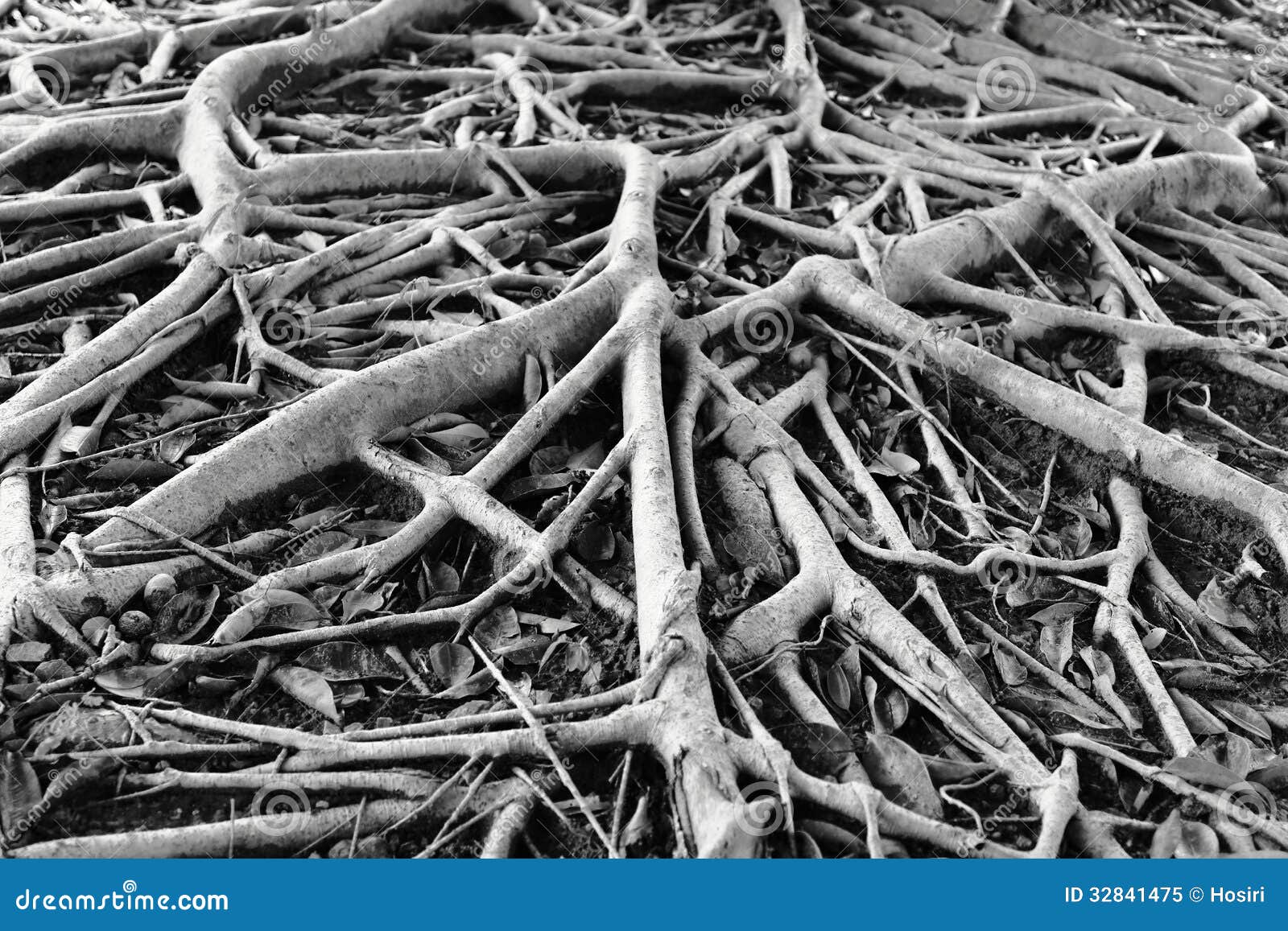 Tree roots stock image. Image of white, soil, tree, texture - 32841475
