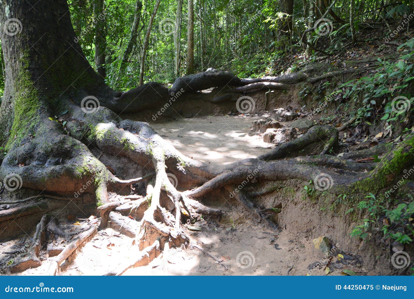 Tree roots stock image. Image of leaf, orange, fall, autumn - 44250475