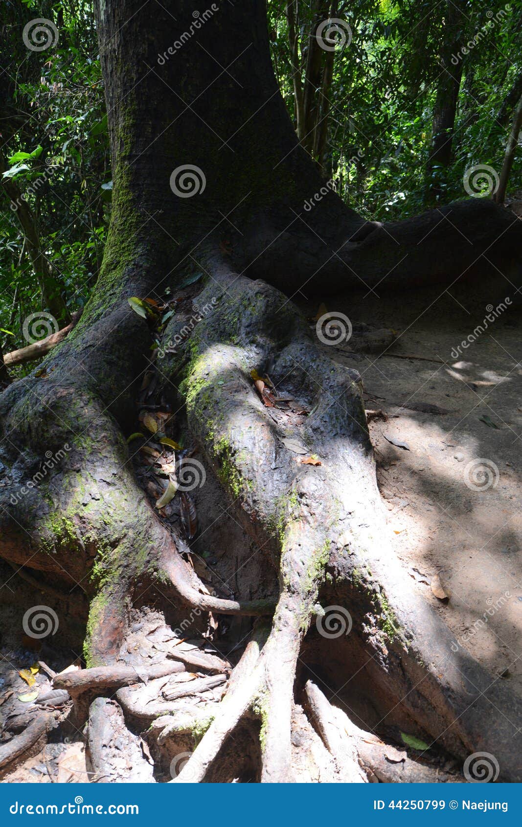 Tree roots stock image. Image of obstruction, park, pathway - 44250799