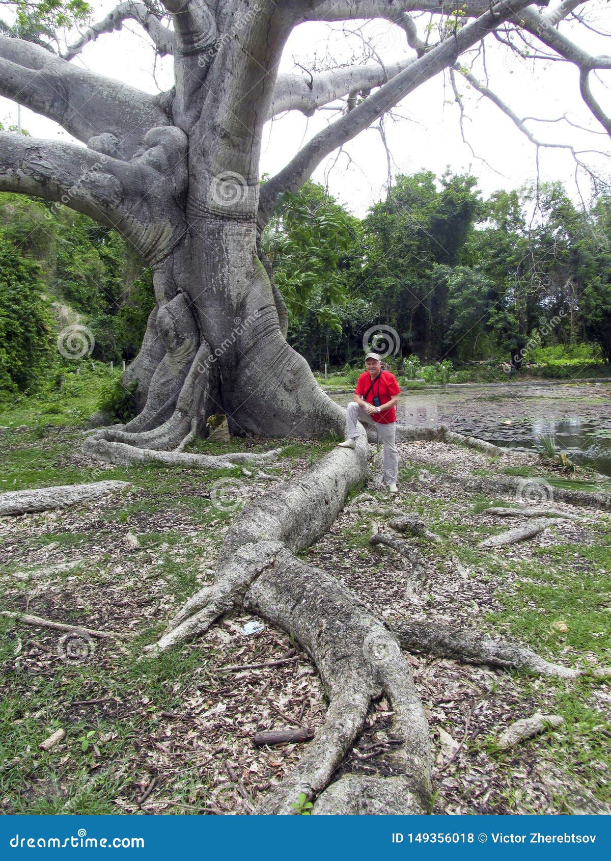 Tree Roots Bizarre Fabulous Shape with a Man in a Cap Stock Photo ...