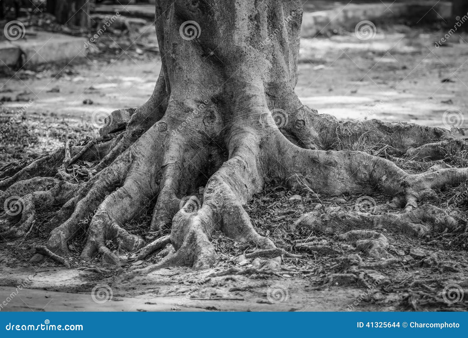 Tree roots stock photo. Image of growth, amazing, system - 41325644