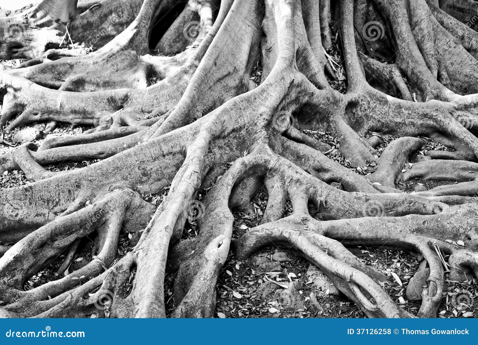 Tree roots stock photo. Image of nutrition, tree, ground - 37126258