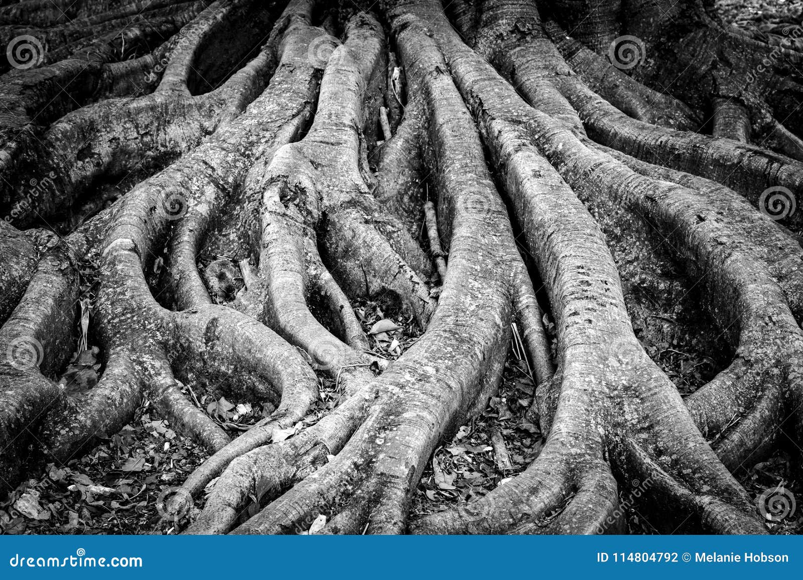 Tree Roots stock photo. Image of beauty, textures, horizontal - 114804792