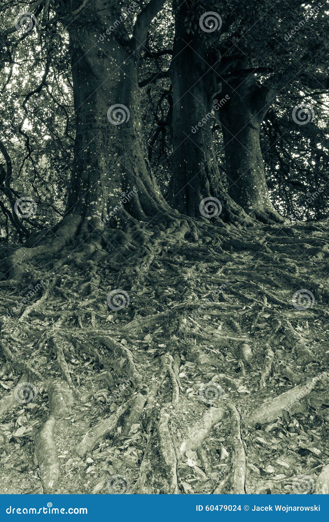 Tree Roots, Black and White Photography Stock Photo - Image of outdoor ...